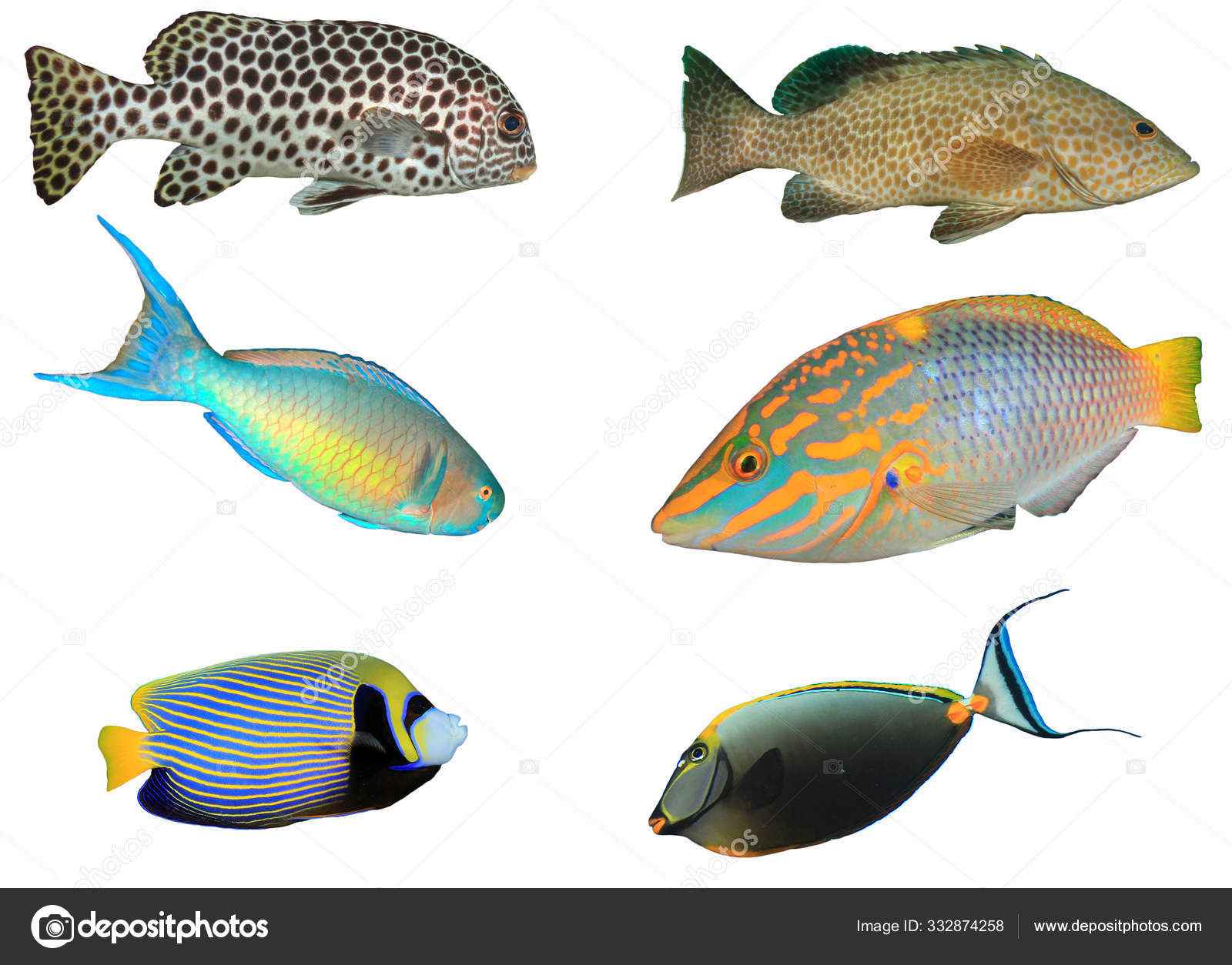 Group Tropical Fish Isolated White Background Stock Photo by ©richcarey ...