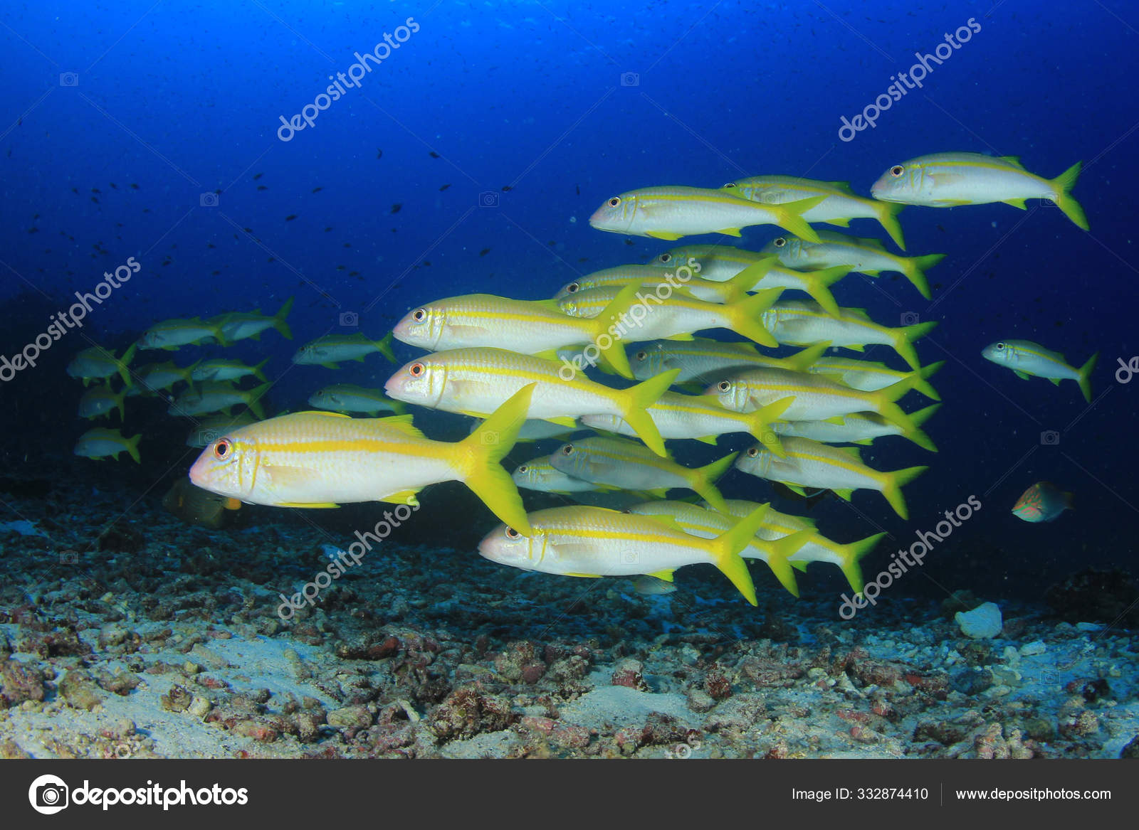 School Fish Deep Blue Water Underwater Life Stock Photo by ©richcarey ...
