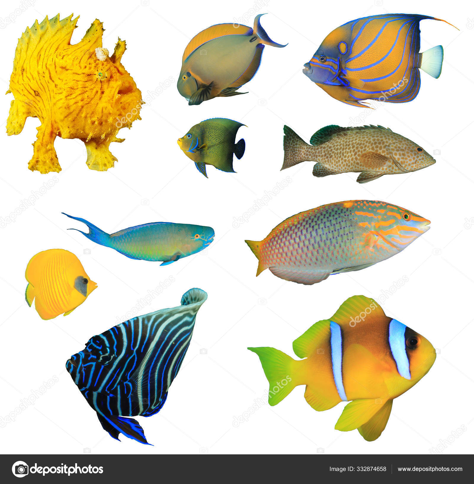 Grupo Peces Tropicales Aislados Sobre Fondo Blanco — Foto de stock ...