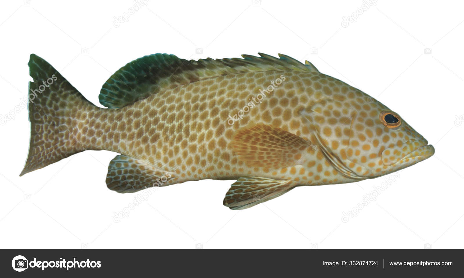 Pez Mero Sobre Fondo Blanco Epinephelinae Wikipedia, La Enciclopedia