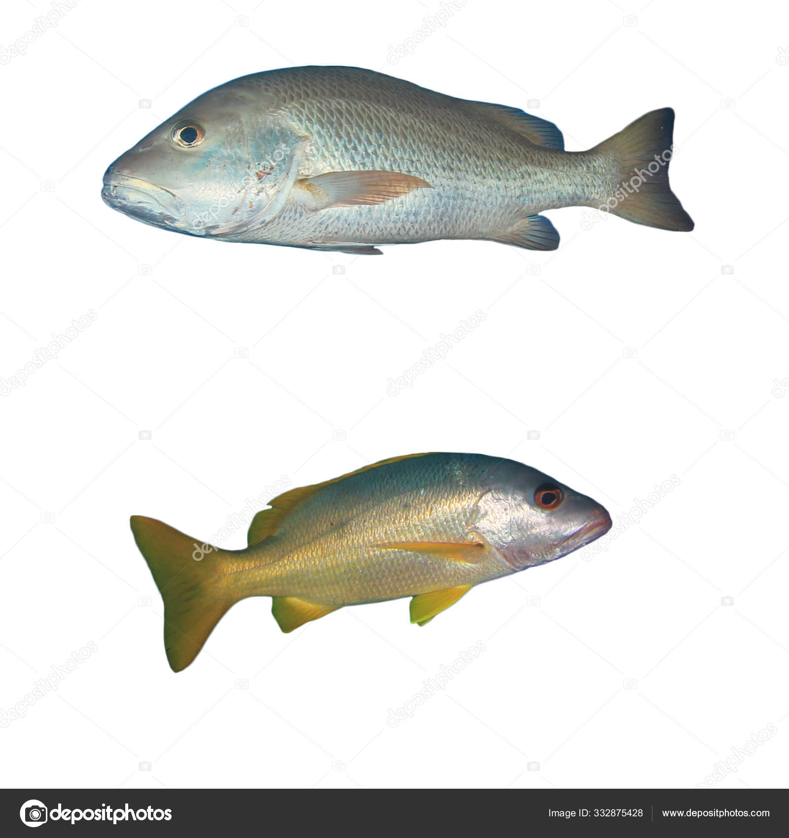 Escolar Fish Isolated White Background — Stock Photo © richcarey #332875428