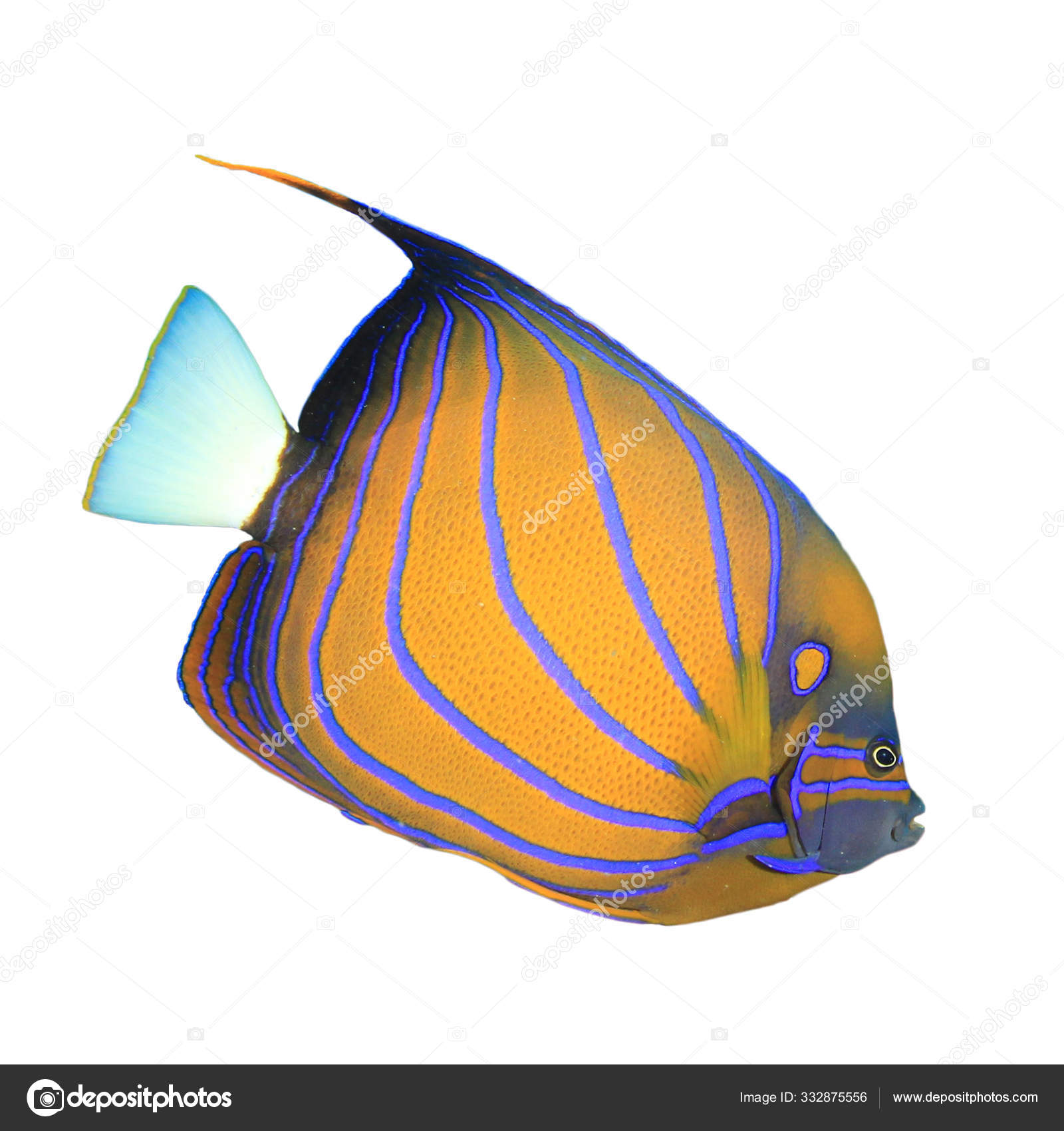Blue Striped Angelfish