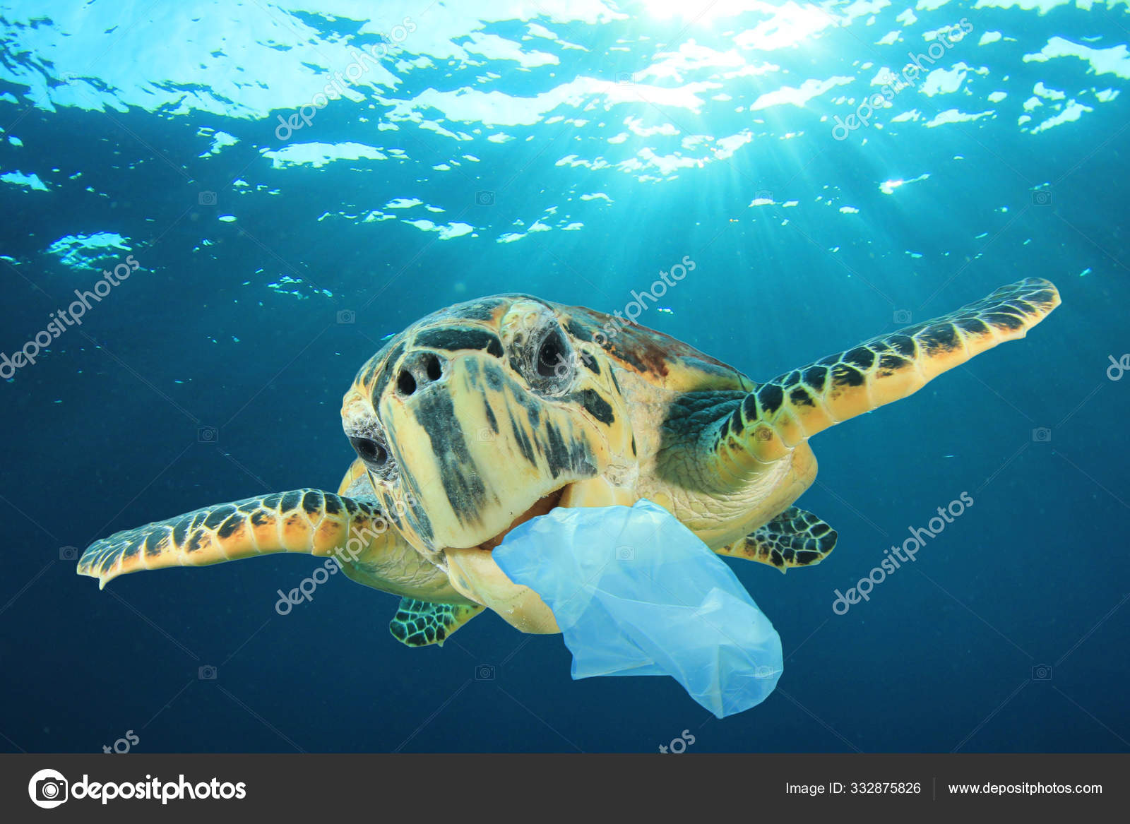 Sea Turtles In Trash