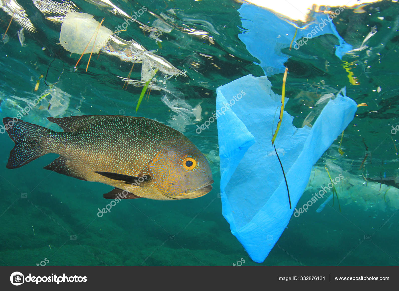 Ocean Water Pollution Animals