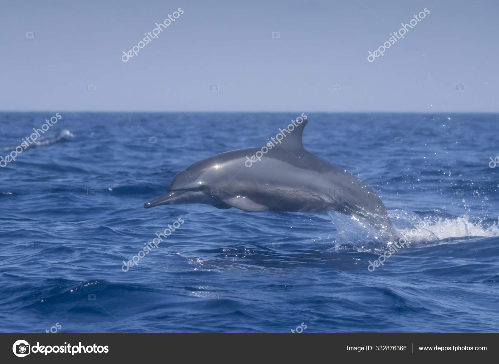 Spinner Dolphin Jumping Out Water — Stock Photo © richcarey #332876366