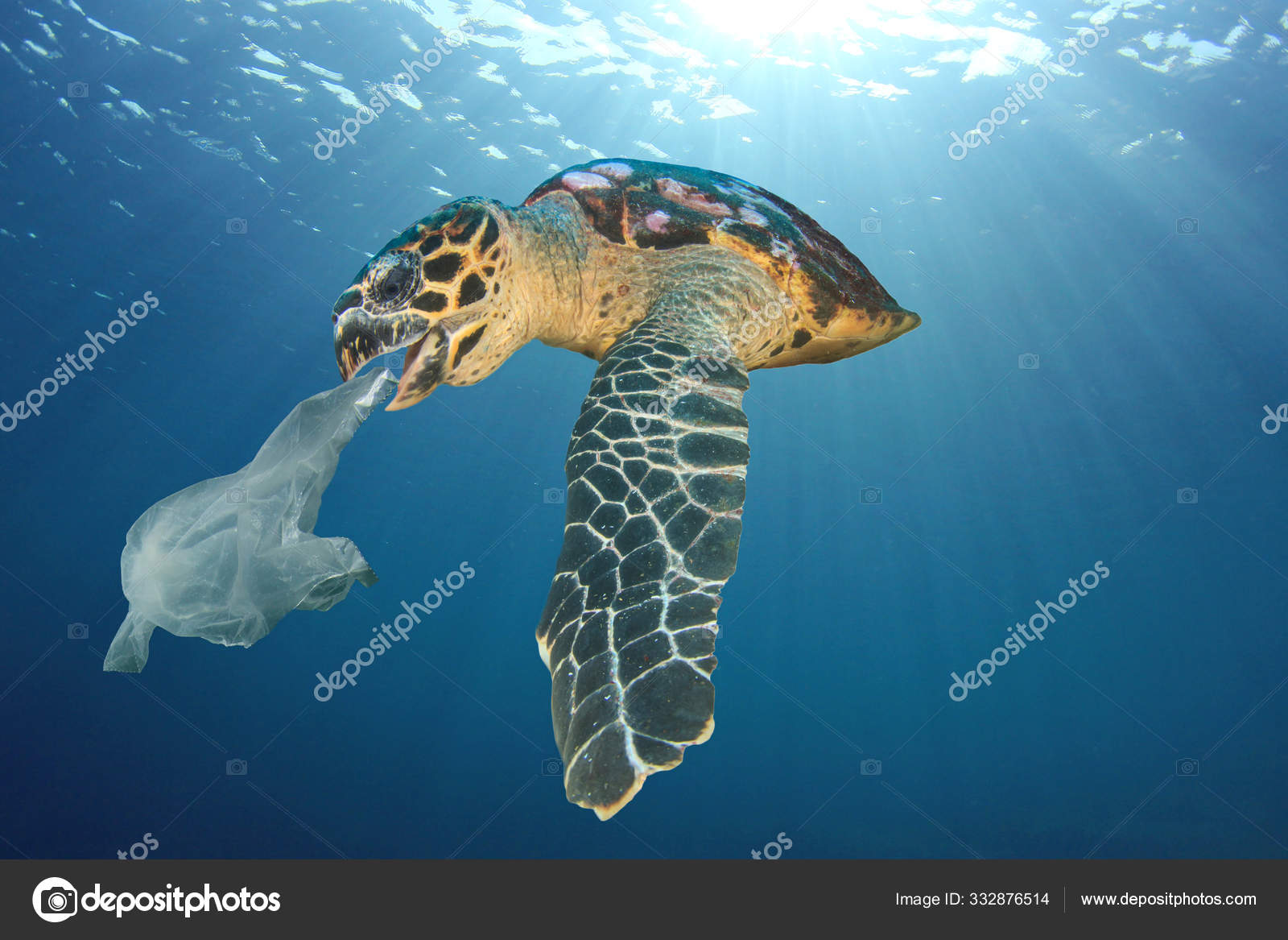 Leatherback Turtle Eating Plastic Bags