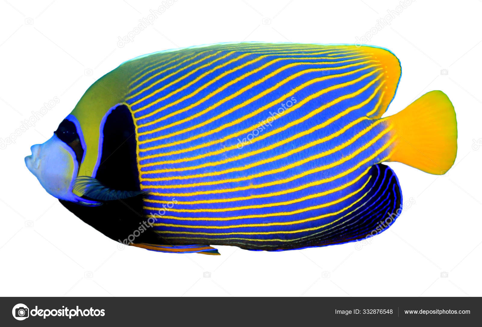 Blue Striped Angelfish