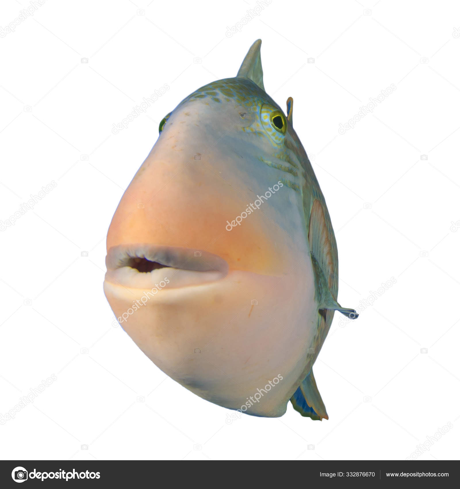 Humu Picasso Triggerfish Isolated White Background Stock Photo by ...