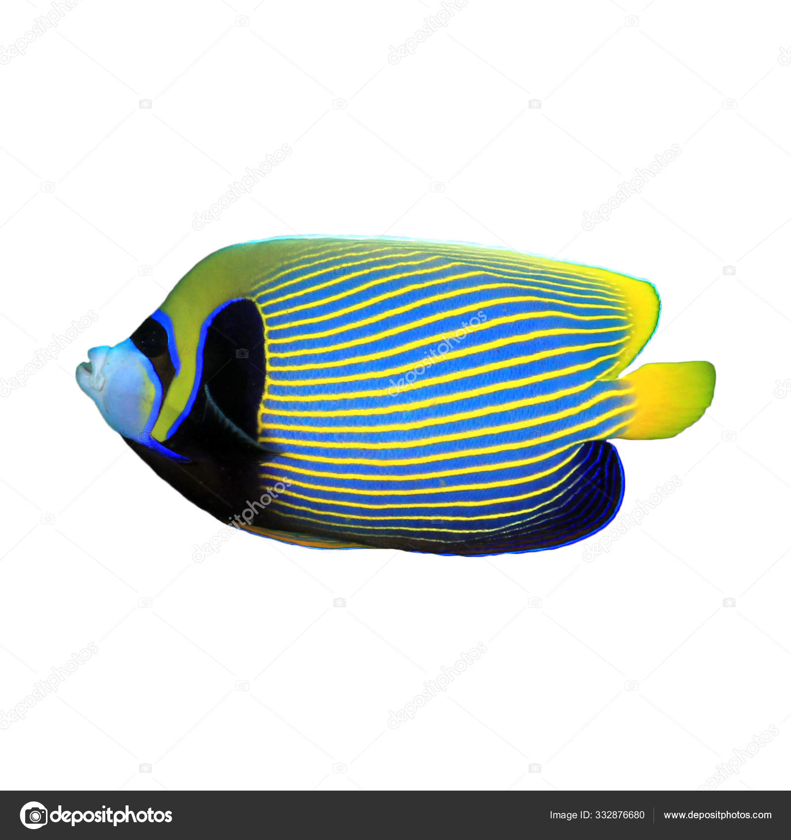 Yellow Blue Striped Emperor Angelfish Isolated White Background — Stock ...