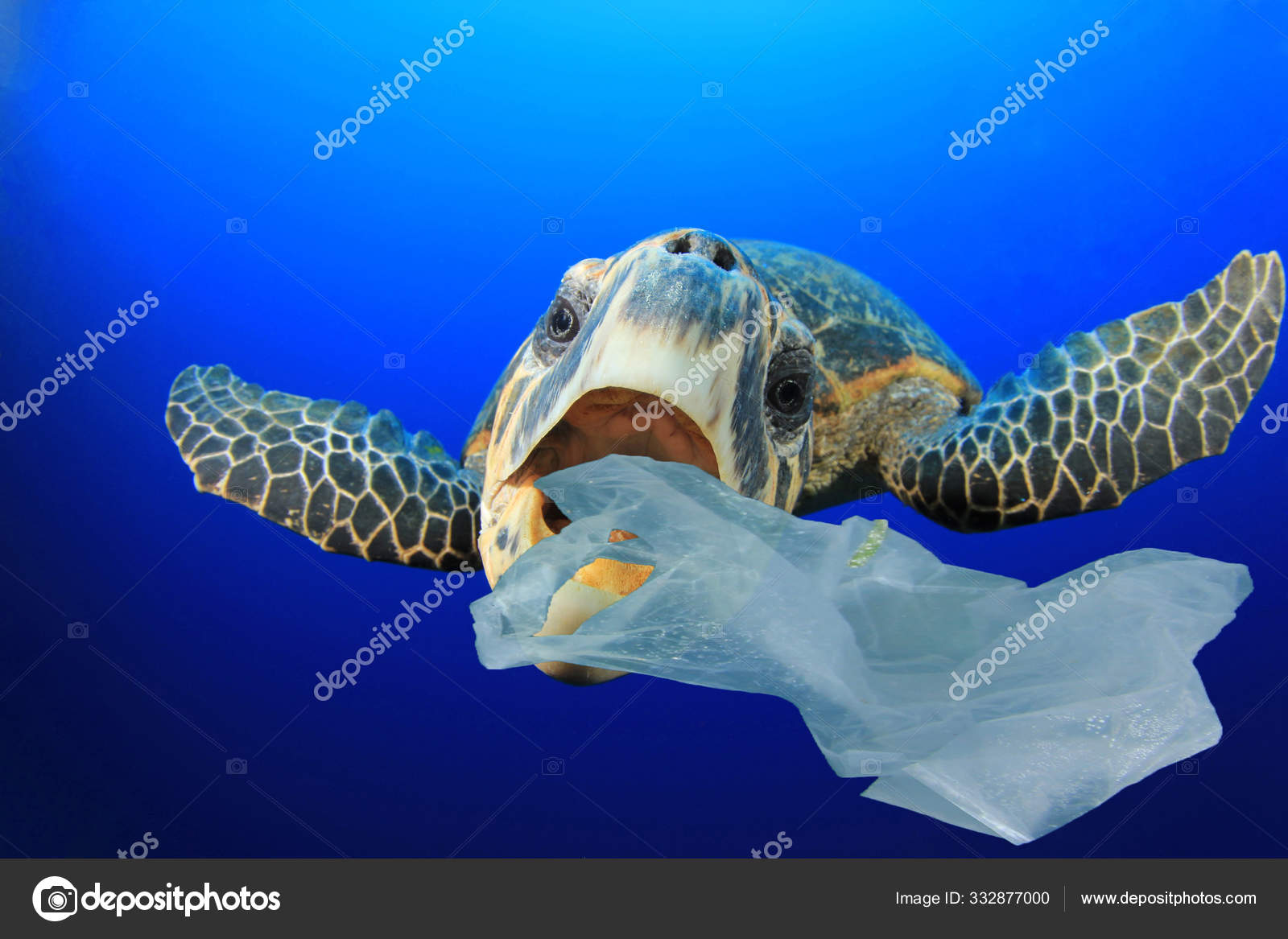 Turtle Eating Plastic Bag Sea Water Global Pollution Disaster Concept ...