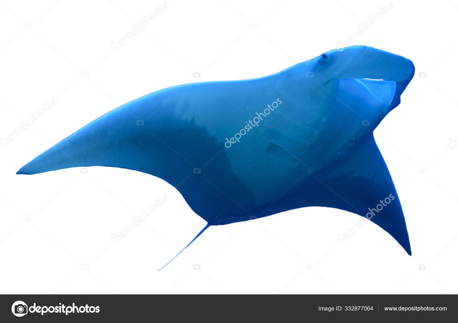 Manta Ray Isolated White Background — Stock Photo © richcarey #332877064