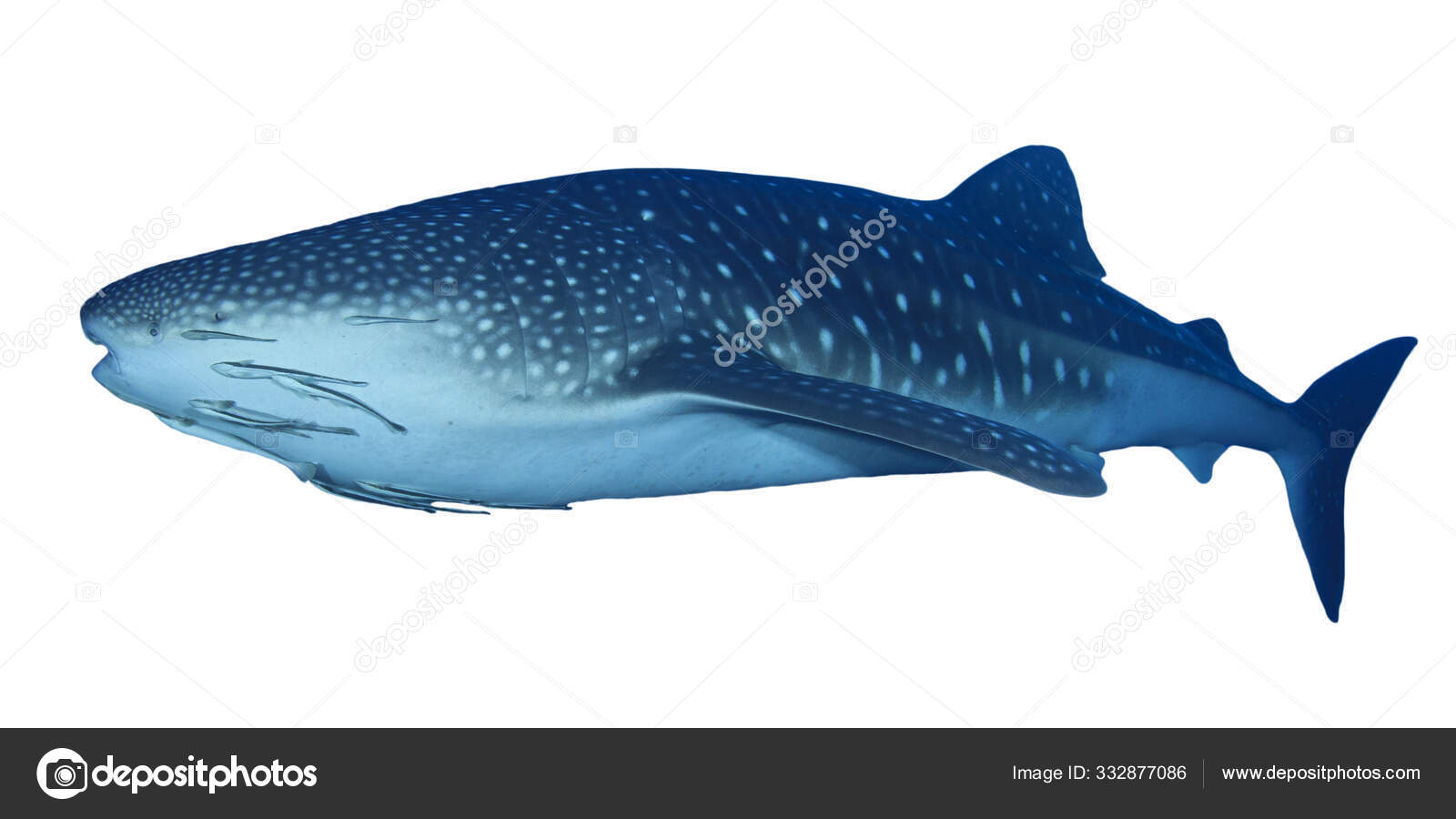 Shark Isolated White Background Stock Photo by ©richcarey 332877086