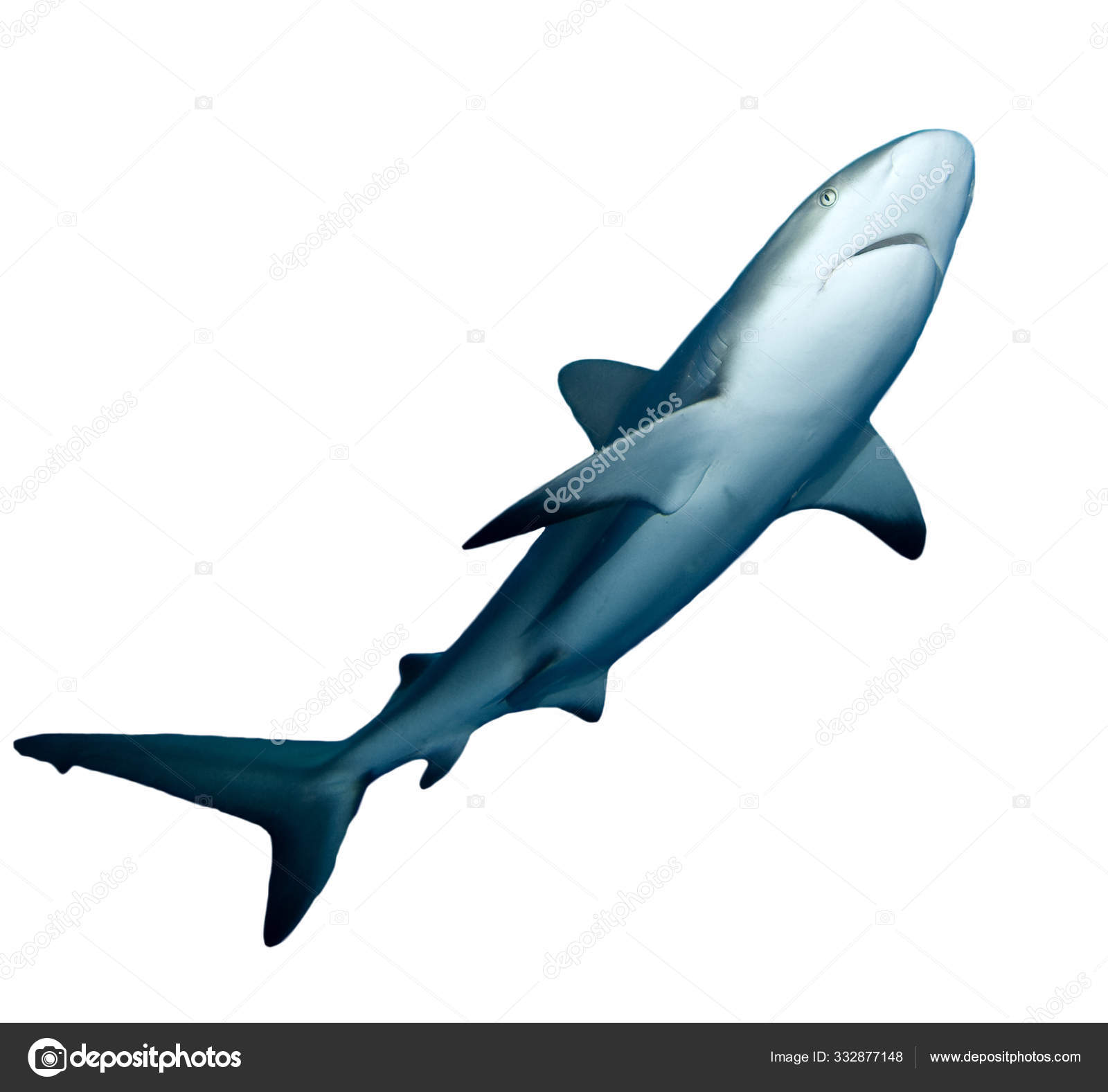 Shark Isolated White Background — Stock Photo © richcarey #332877148