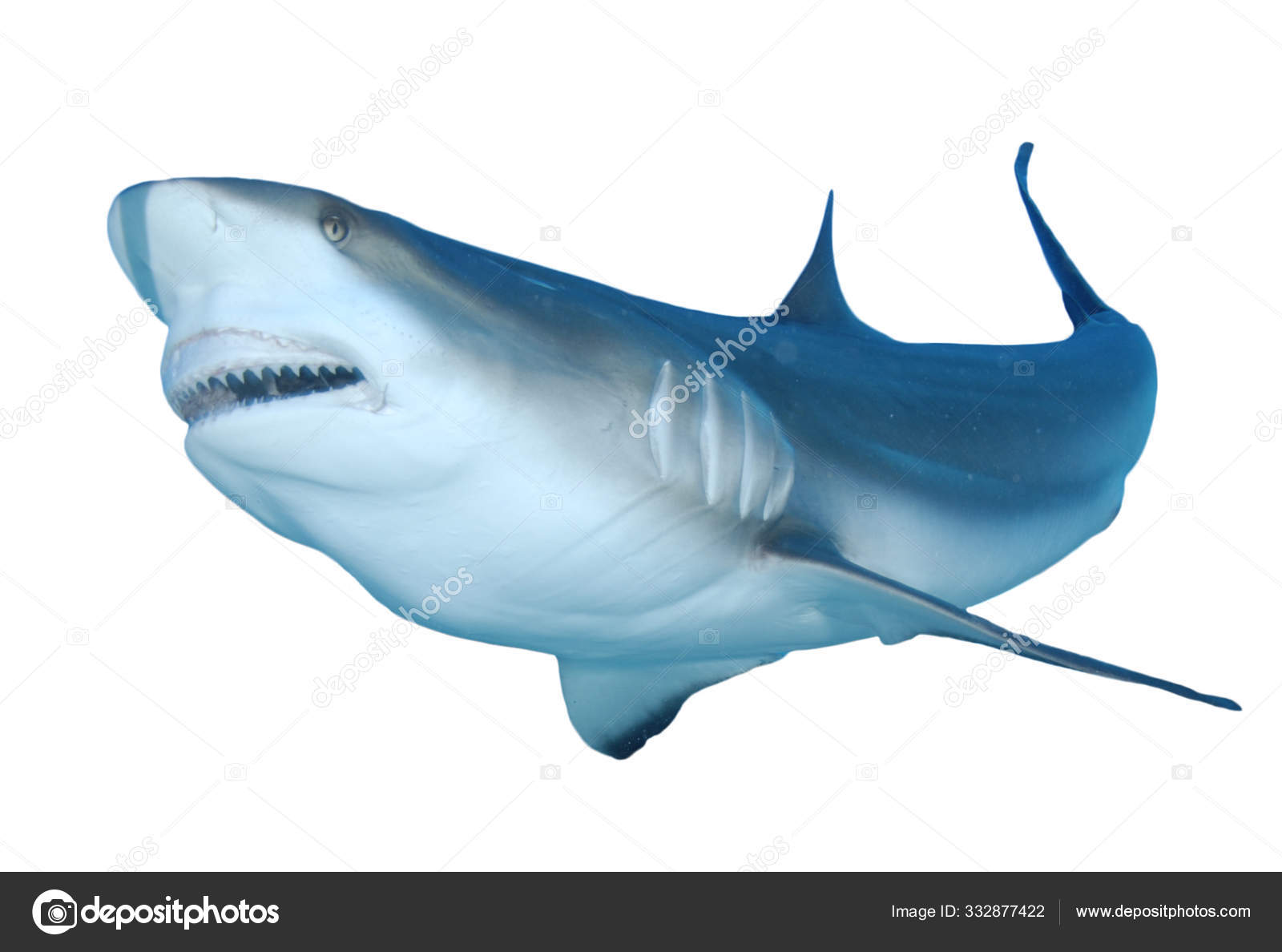 Shark Isolated White Background Stock Photo by ©richcarey 332877422