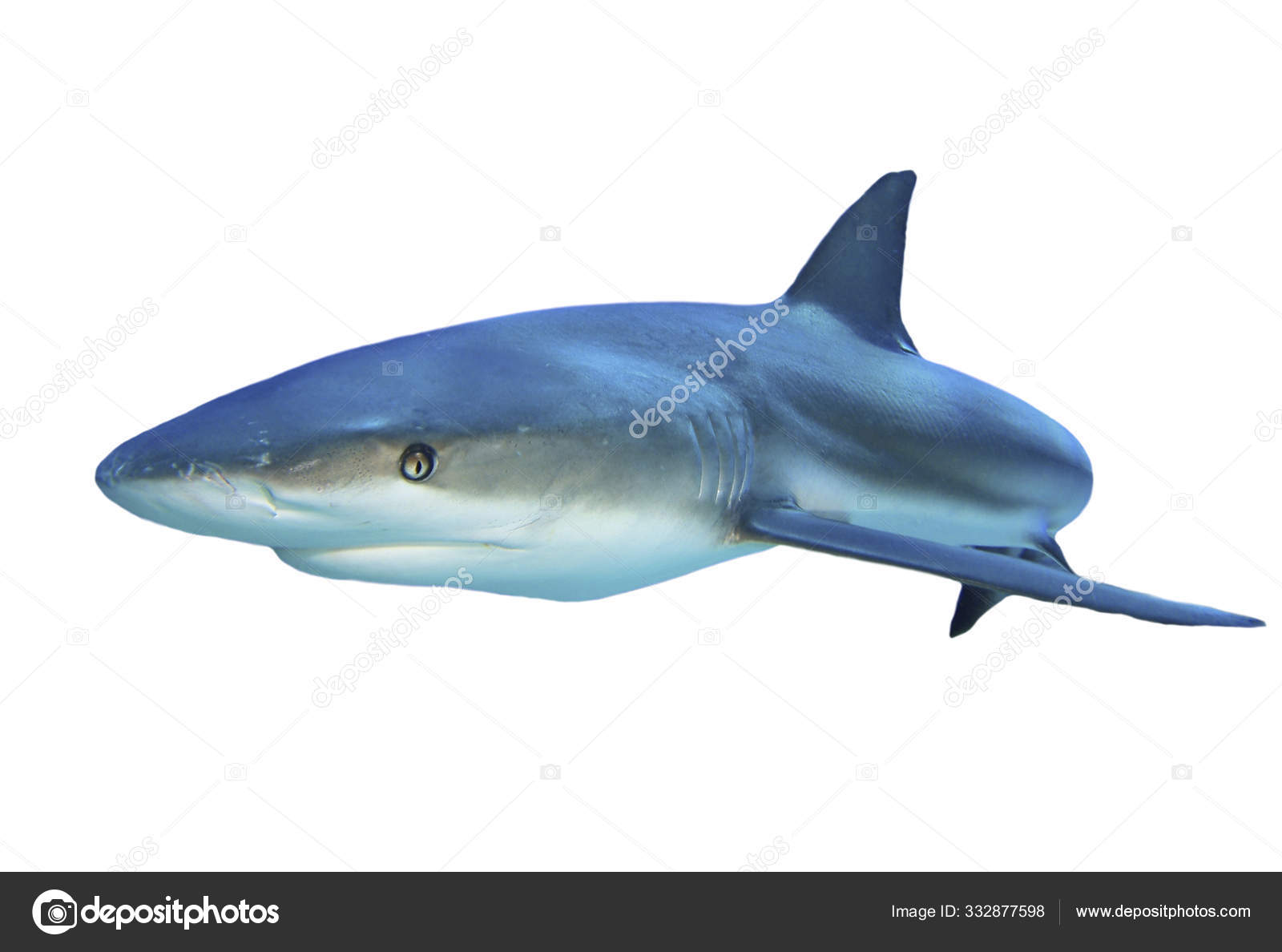 Shark Isolated White Background Stock Photo by ©richcarey 332877598