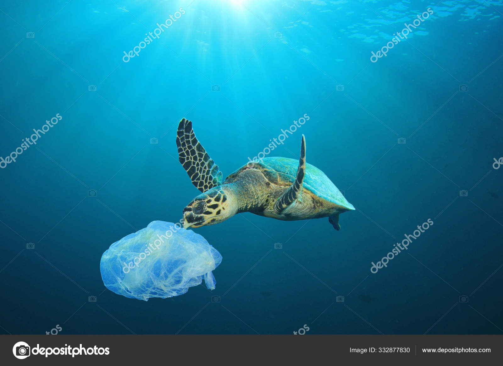 Sea Turtles In Trash
