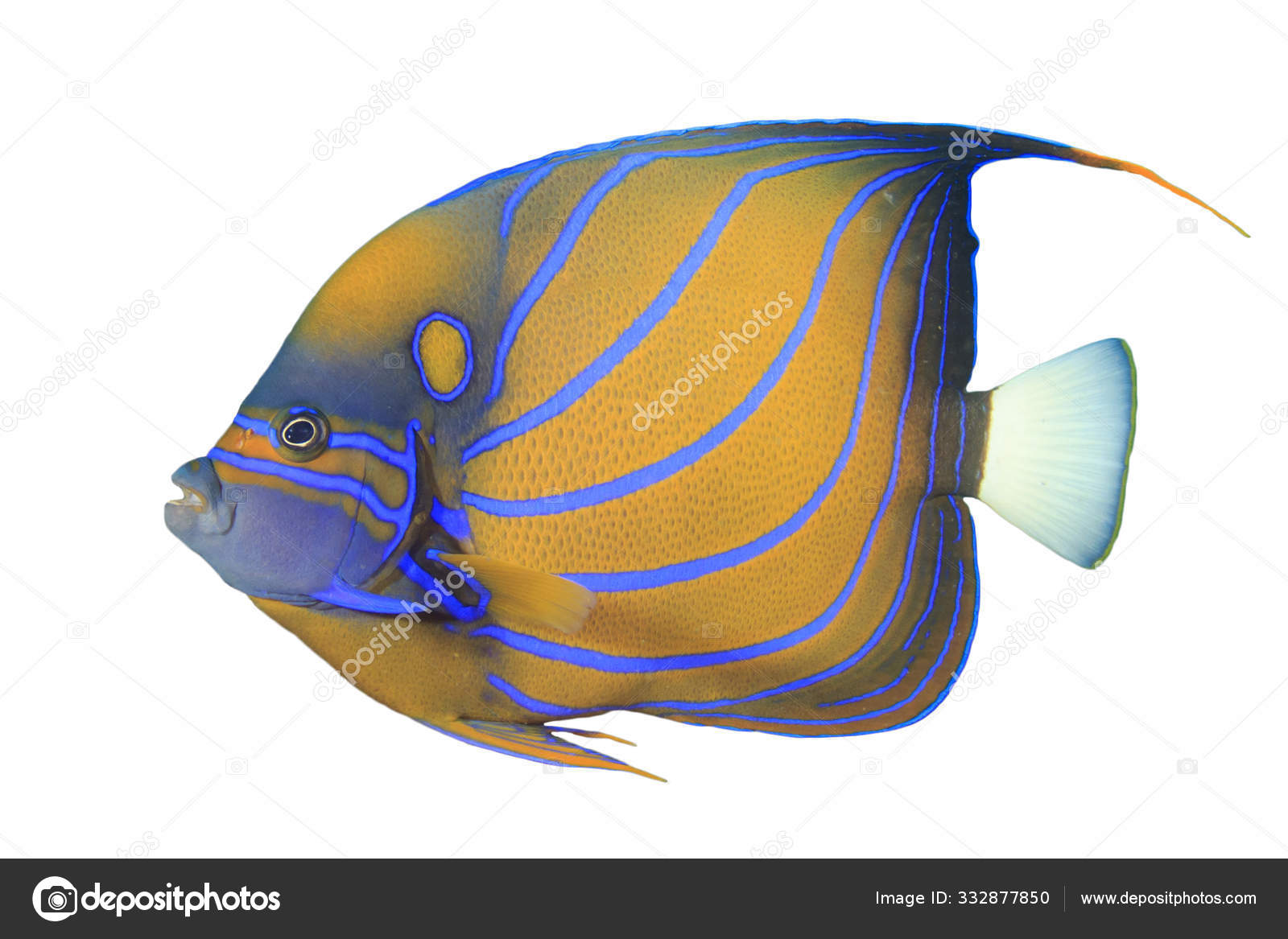 Blue Striped Angelfish