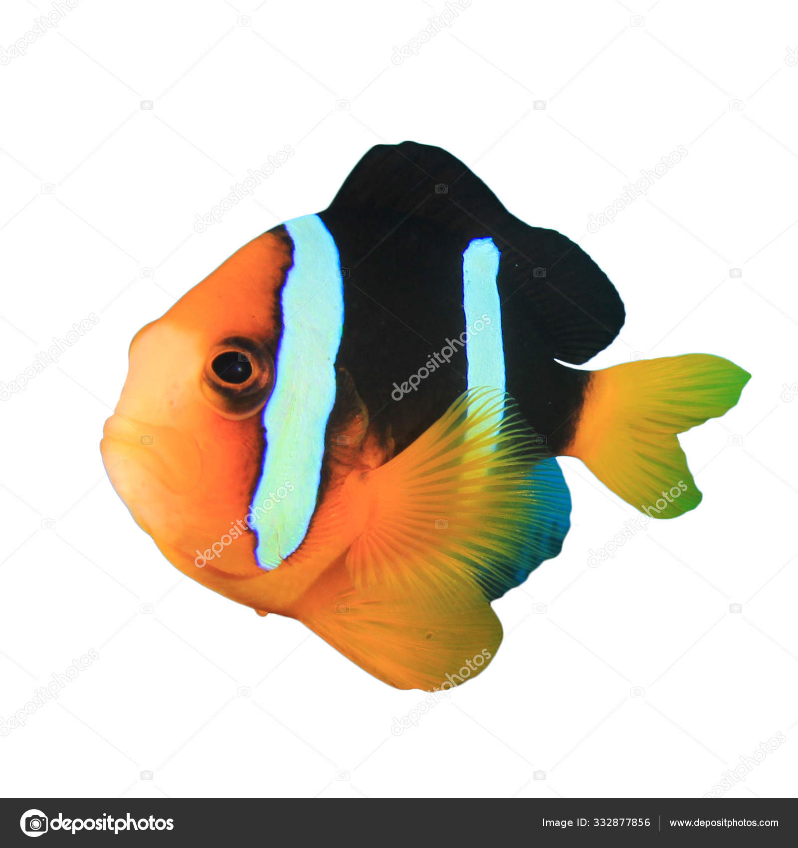 Small Clownfish Portrait Isolated White Background Stock Photo by ...