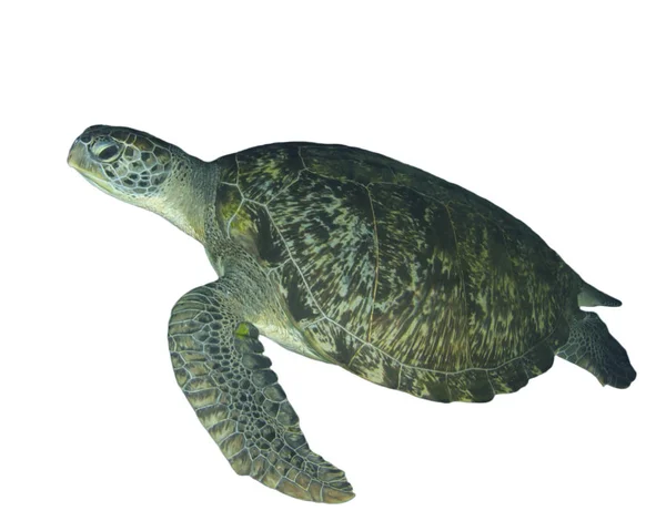 Portrait Single Turtle Isolated White Background — Stock Photo ...
