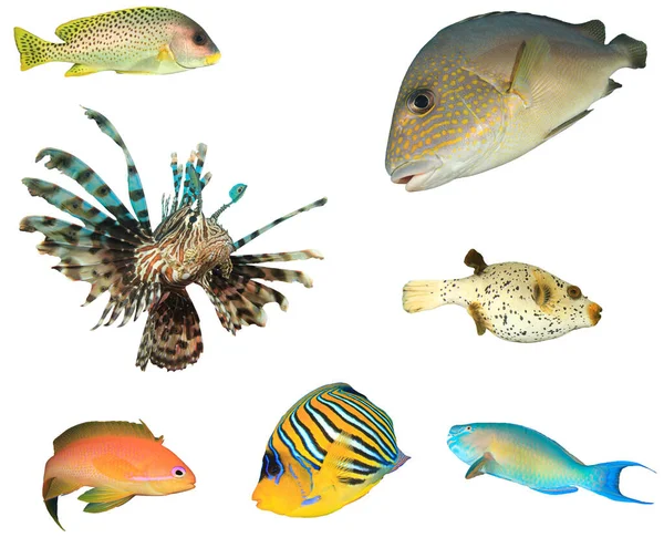 Group Tropical Fish Isolated White Background Stock Photo by ©richcarey ...