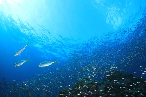 Ocean with fish Stock Photos, Royalty Free Ocean with fish Images ...