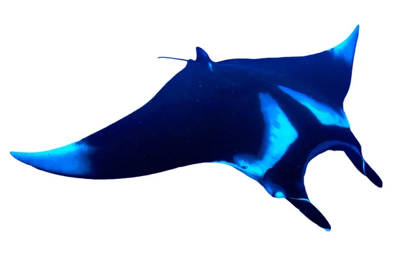 Manta Ray Isolated White Background Stock Photo by ©richcarey 332876802