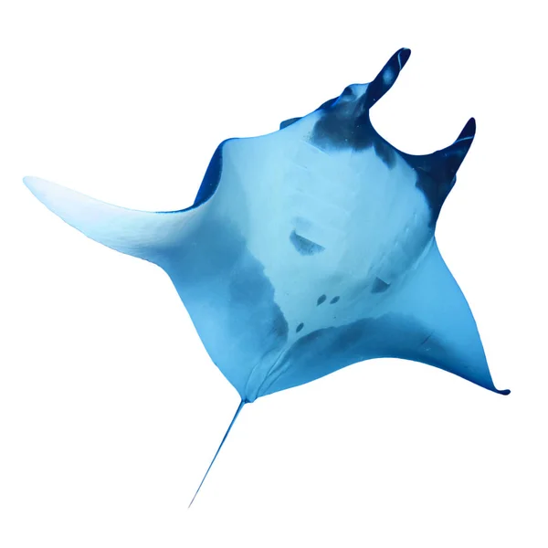 Manta Ray Isolated White Background Stock Photo by ©richcarey 332876802
