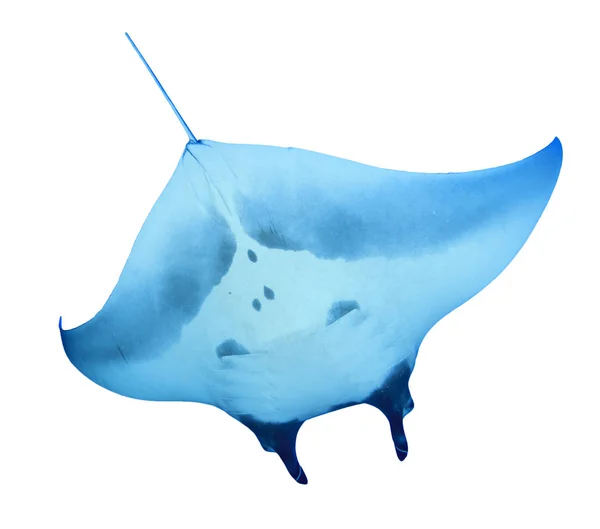 Manta Ray Isolated White Background Stock Photo by ©richcarey 332876802