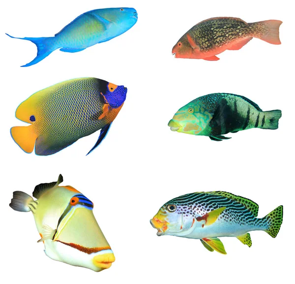 28,011,030 Tropical fish Stock Illustrations | Depositphotos
