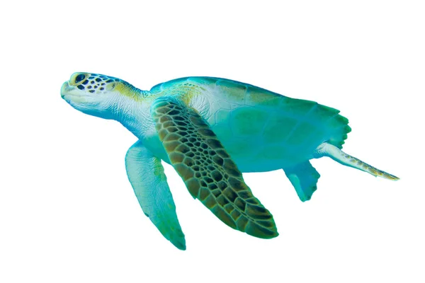 Blue turtle Stock Photos, Royalty Free Blue turtle Images | Depositphotos