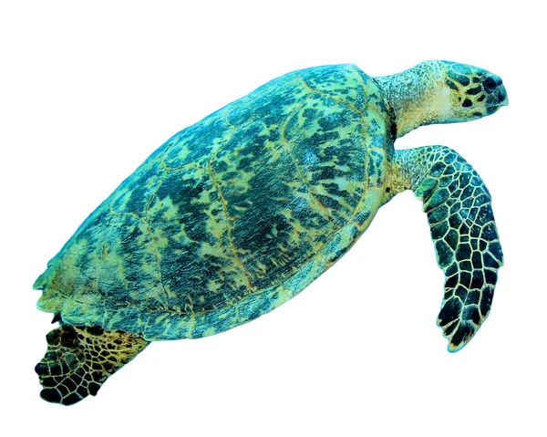 Blue turtle Stock Photos, Royalty Free Blue turtle Images | Depositphotos