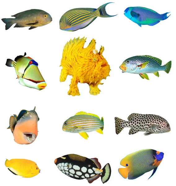 28,011,030 Tropical fish Stock Illustrations | Depositphotos