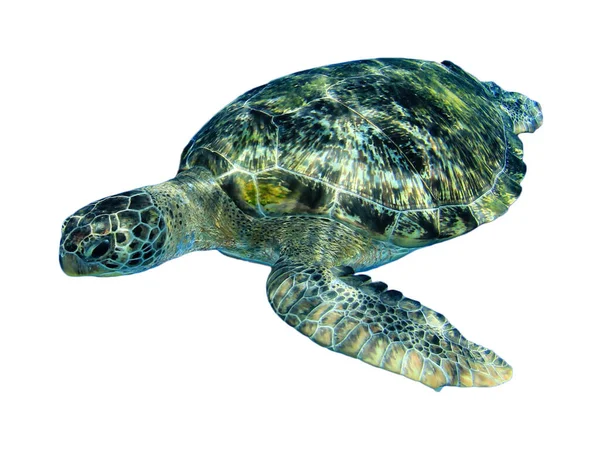 Portrait Single Turtle Isolated White Background — Stock Photo ...