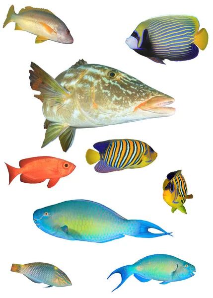 Fish species Stock Photos, Royalty Free Fish species Images | Depositphotos