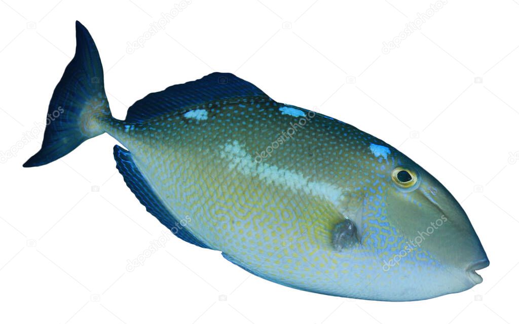 Humu Picasso Triggerfish aislado sobre fondo blanco 2022