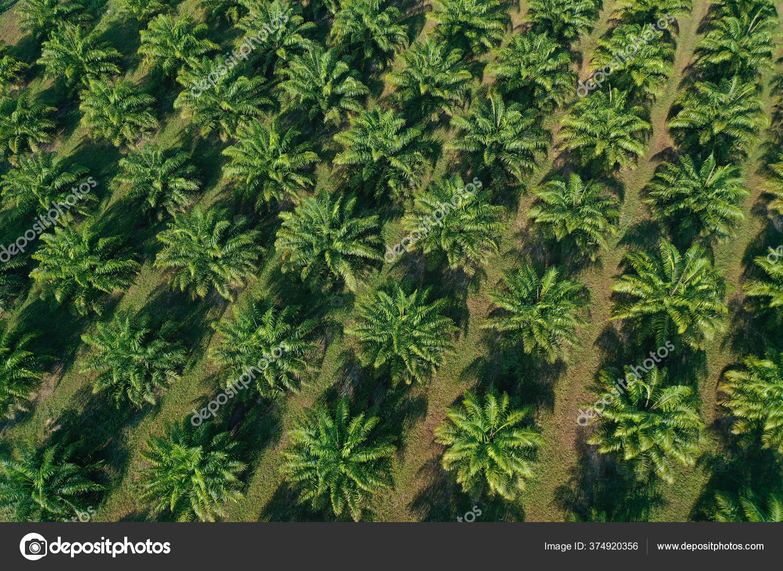 Palm Oil Plantation Oil Palm Trees Aerial Footage — Stock Photo ...