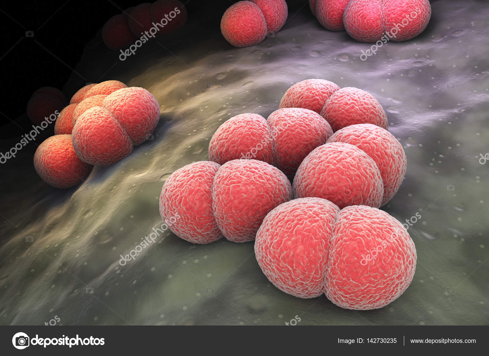 Bactérias Neisseria meningitidis — Foto © iLexx #142730235