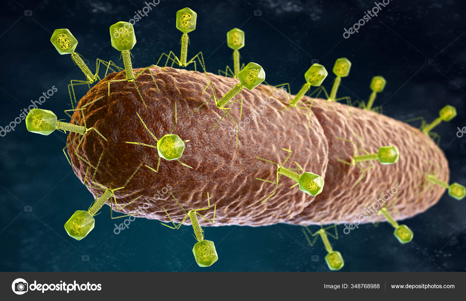 Ilustración Del Virus Del Bacteriófago Que Infecta Replica Dentro Una ...