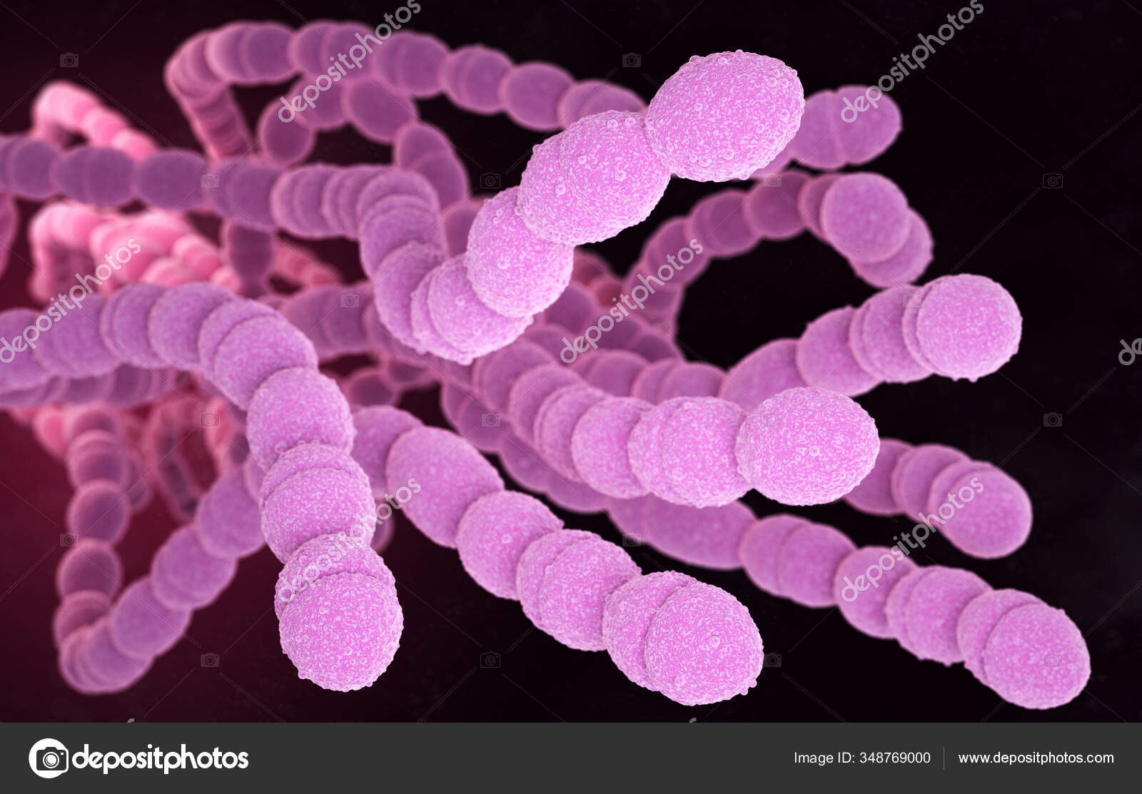 Streptococci Bacteria