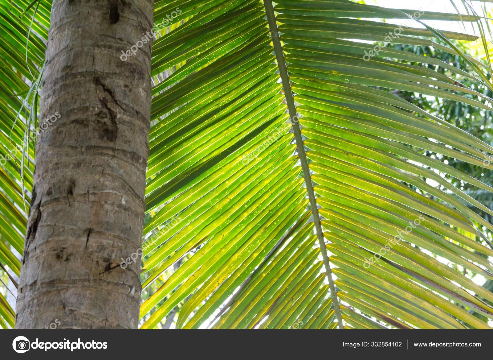 Coconut Tree Detail Trunk Leaves Palm Tree Typical Vegetation Tropics ...