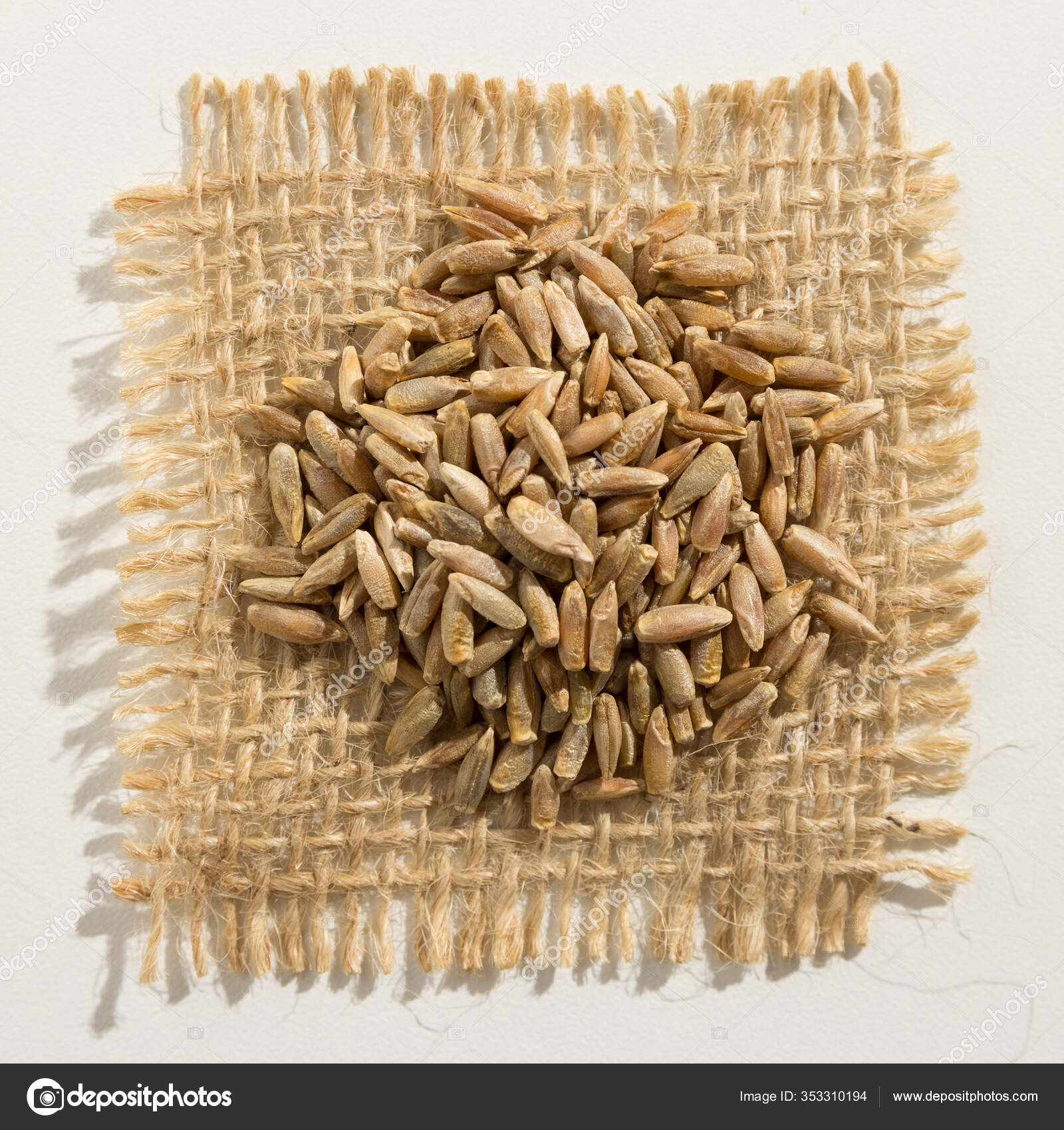 Secale Cereale Scientific Name Rye Cereal Grain Also Known Centeio ...