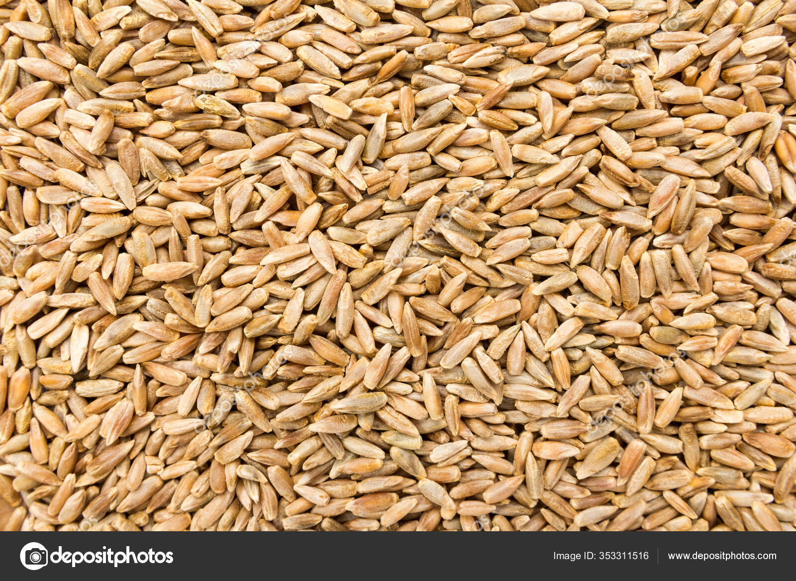 Secale Cereale Scientific Name Rye Cereal Grain Also Known Centeio ...