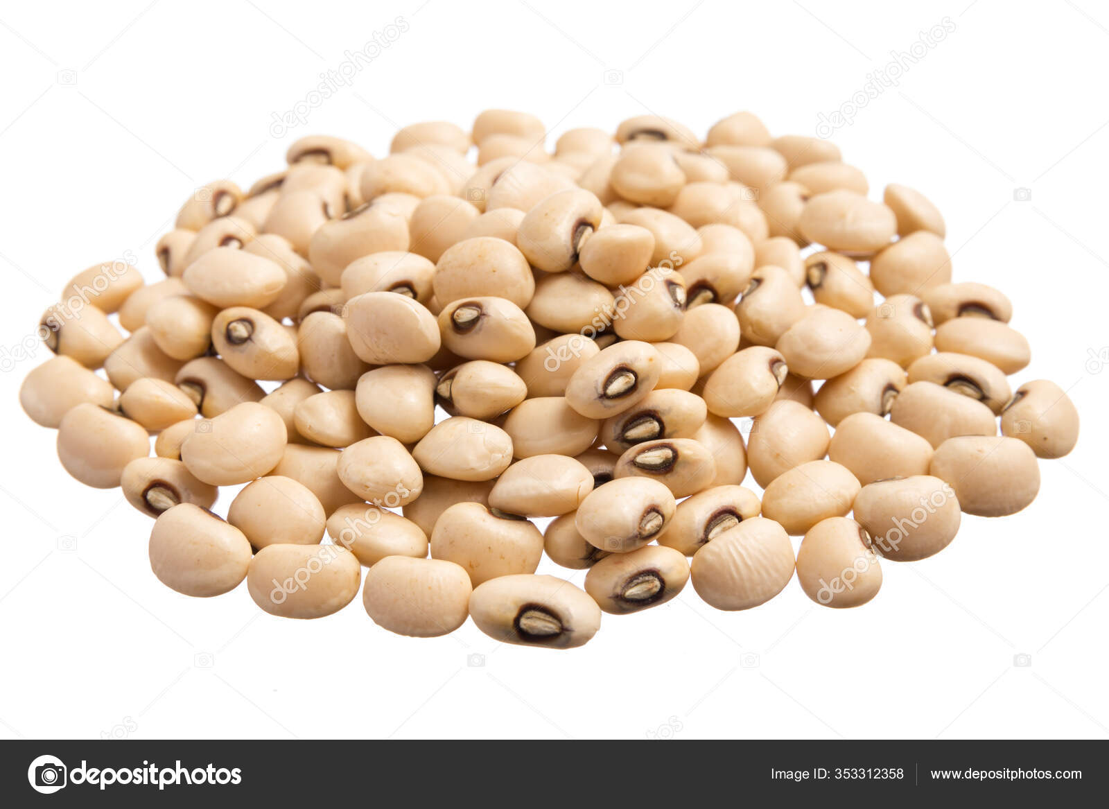 Vigna Unguiculata Scientific Name Black Eyed Pea Legume Also Known ...