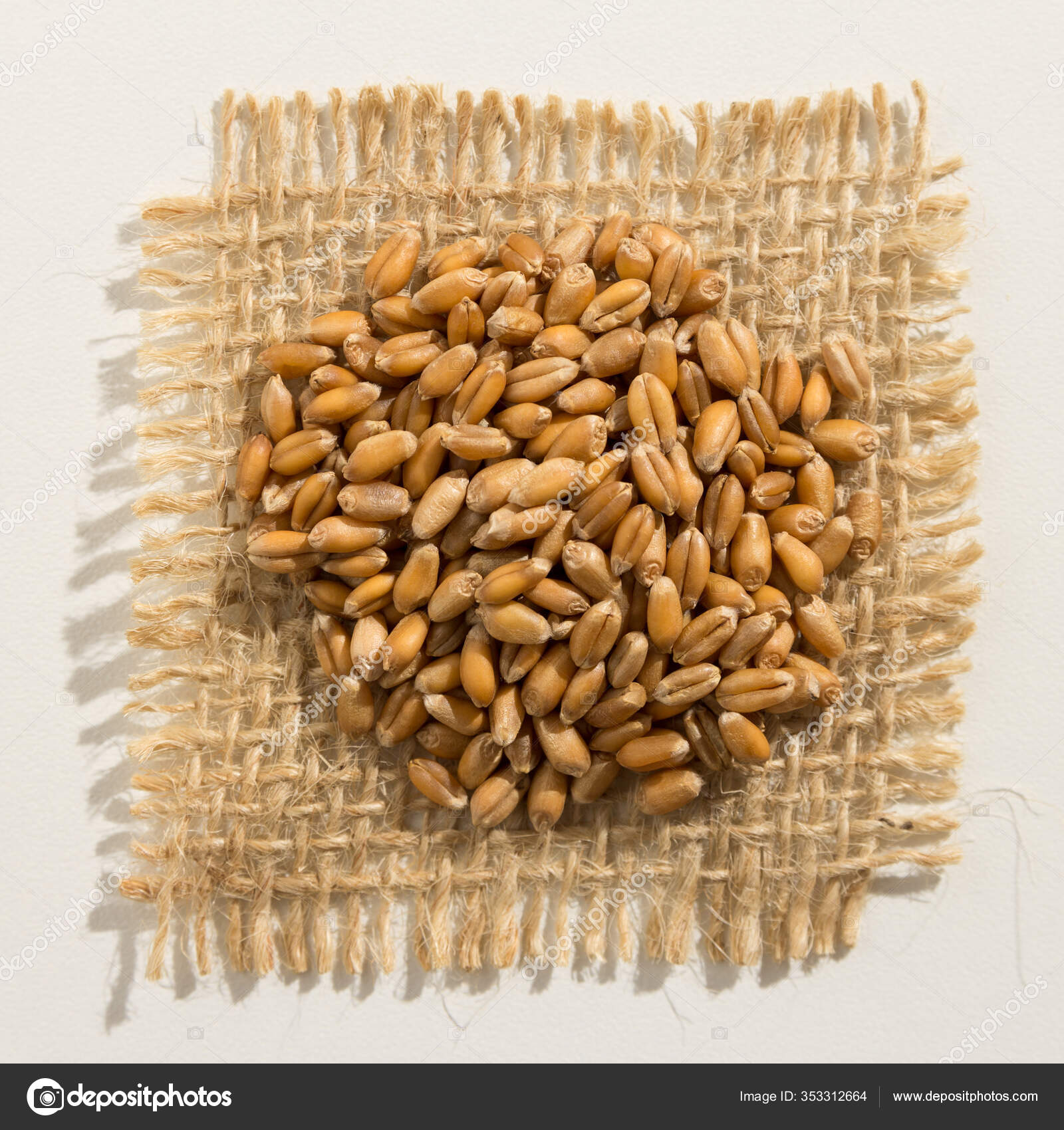 Triticum Aestivum Scientific Name Wheat Cereal Grain Also Known Trigo ...