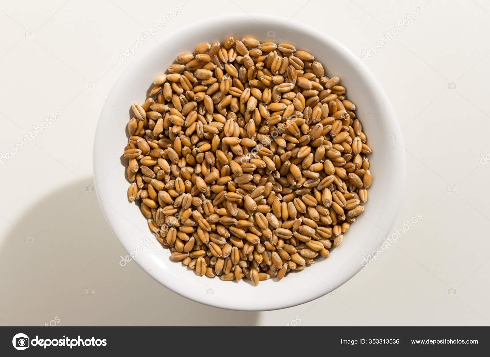 Triticum Aestivum Scientific Name Wheat Cereal Grain Also Known Trigo ...
