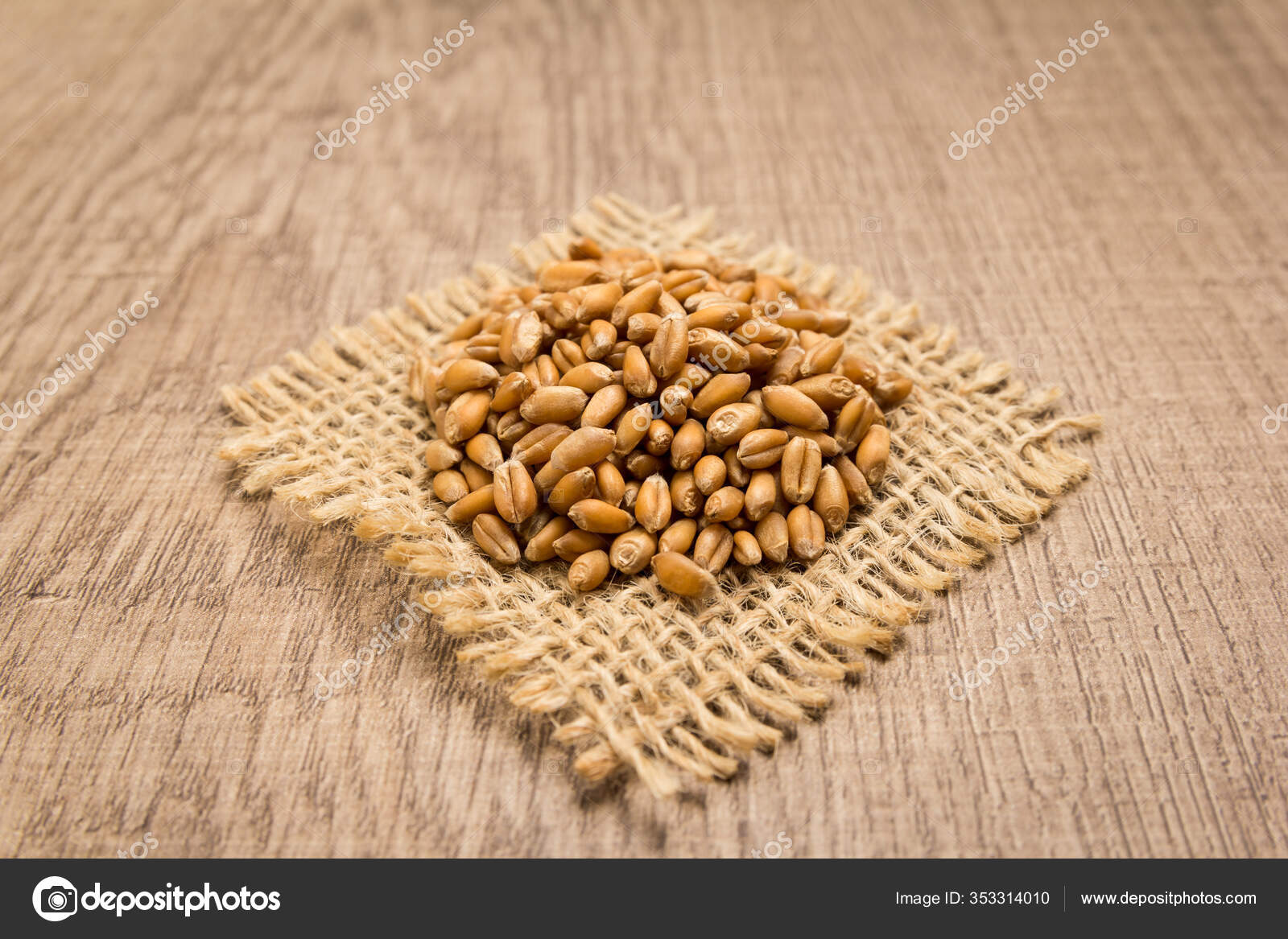Triticum Aestivum Scientific Name Wheat Cereal Grain Also Known Trigo ...