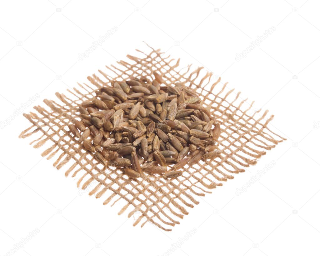 Secale cereale es el nombre científico del grano de cereal de centeno ...