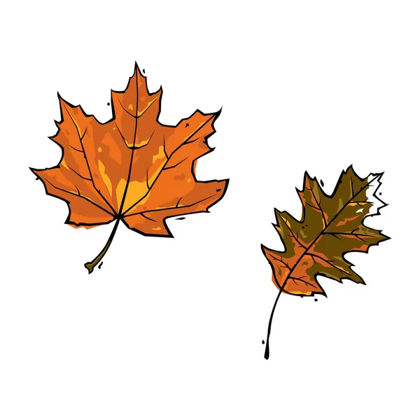 51 Midrib Vector Images, Midrib Illustrations | Depositphotos