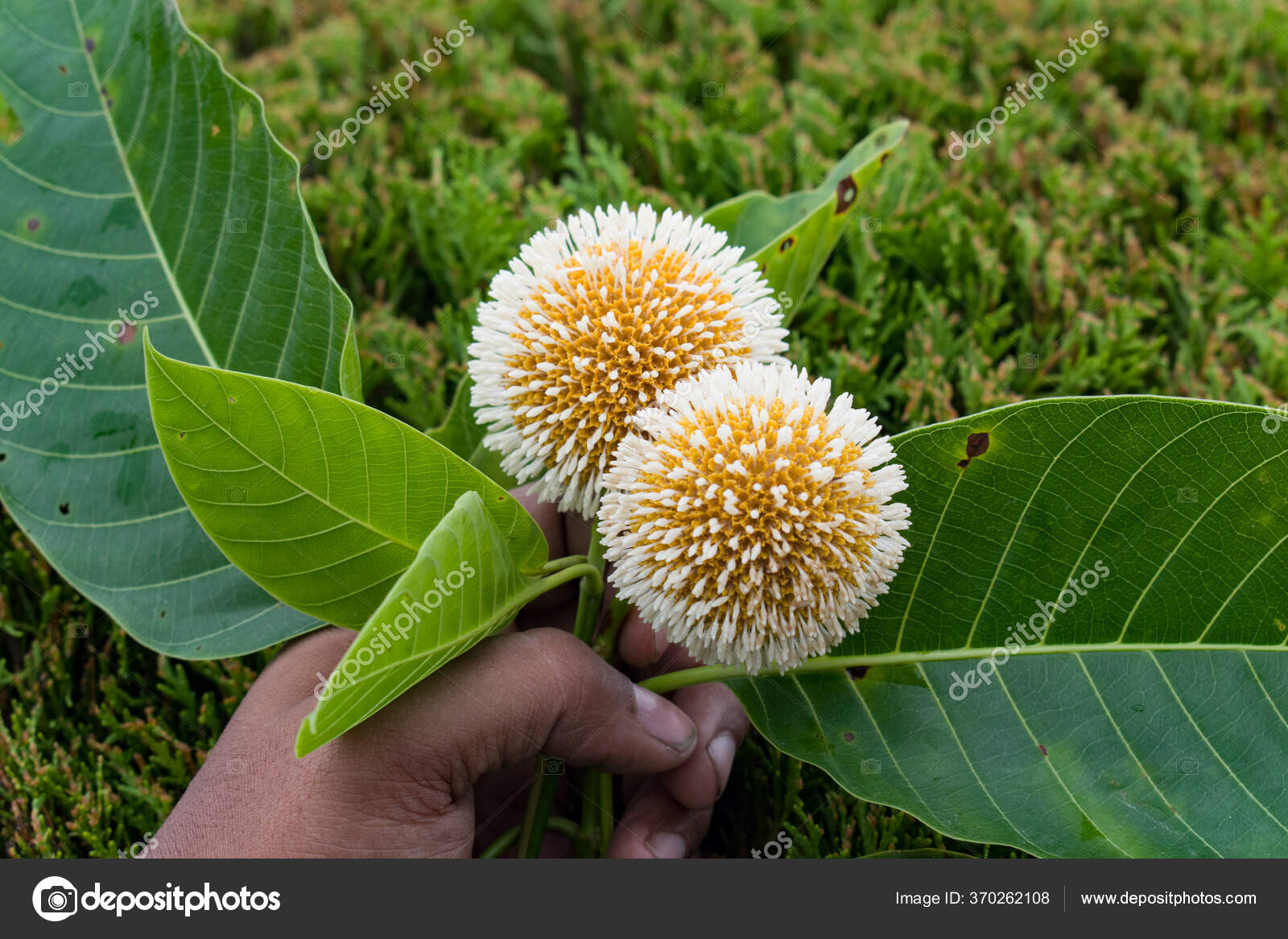 Neolamarckia Cadamba English Common Names Burflower Tree Laran ...