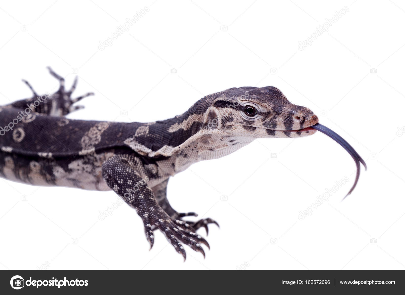 Timor Monitor Lizard, Varanus timorensis, on white Stock Photo by ...